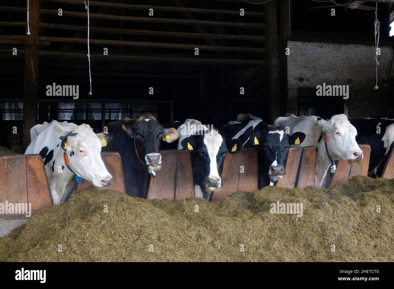 Cows for milking in farm. Dairy cows in modern bar in dairy farm ...