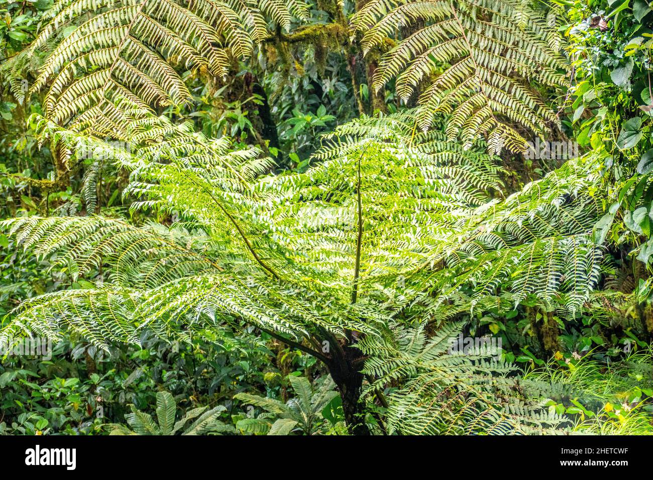 detail of fern leaf in the jungle in Costa Rica Stock Photo - Alamy