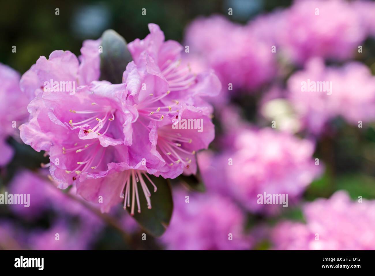 Blooming pink purple rhododendron in a botanical garden in spring ...