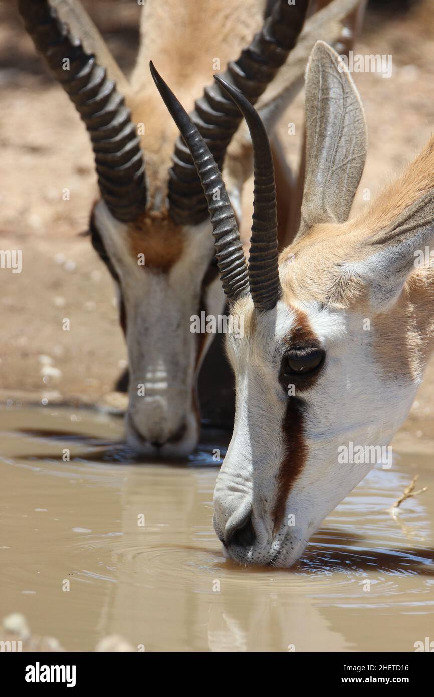 Springbok drinking water hi-res stock photography and images - Alamy