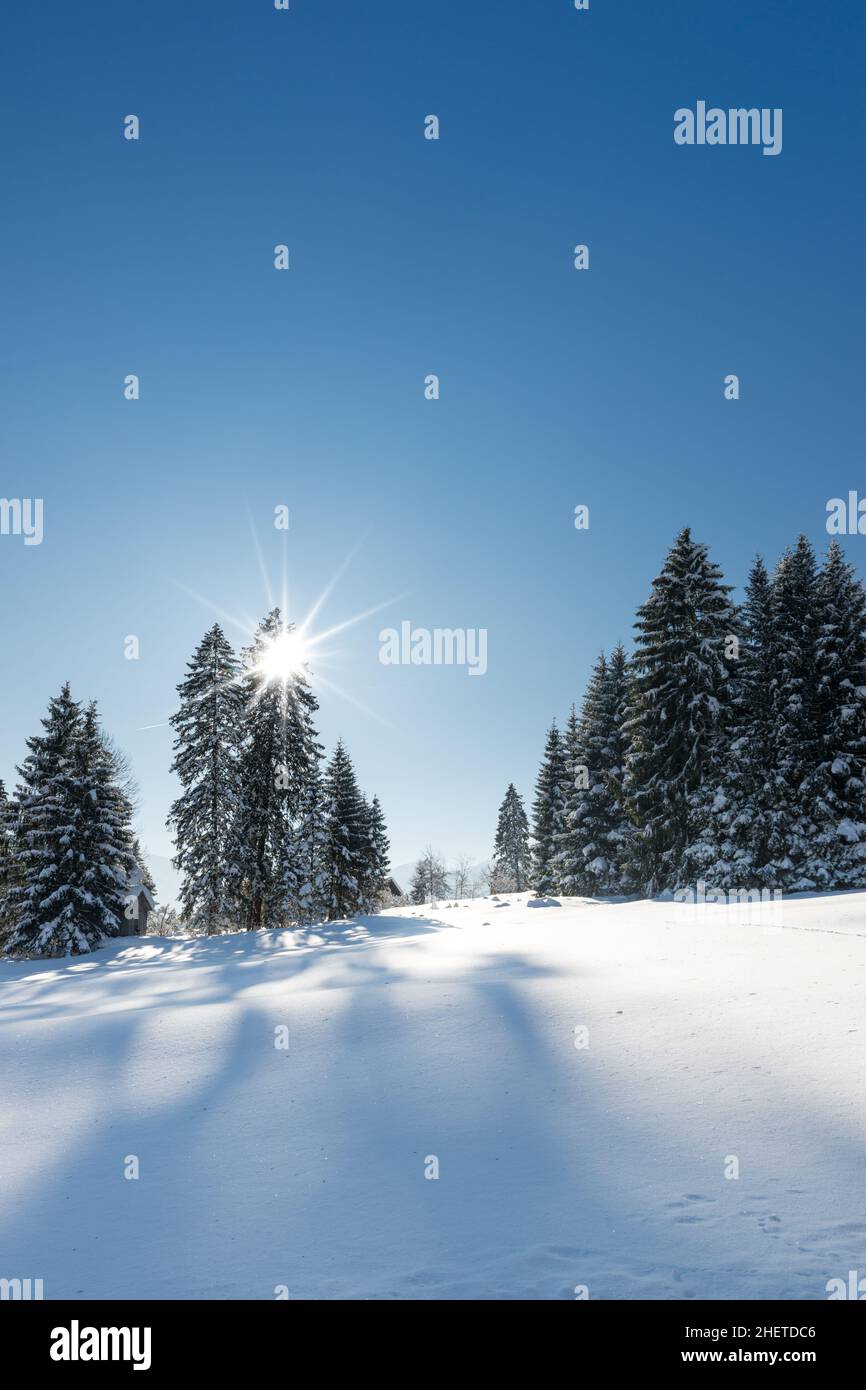 vertical winter landscape with sun shining through trees and snow ...
