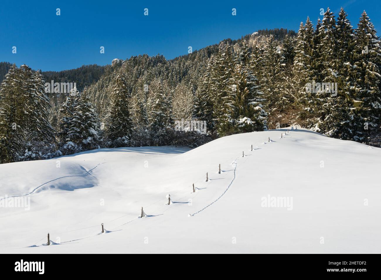 snowy trees of forest with snow meadow and blue sky Stock Photo - Alamy