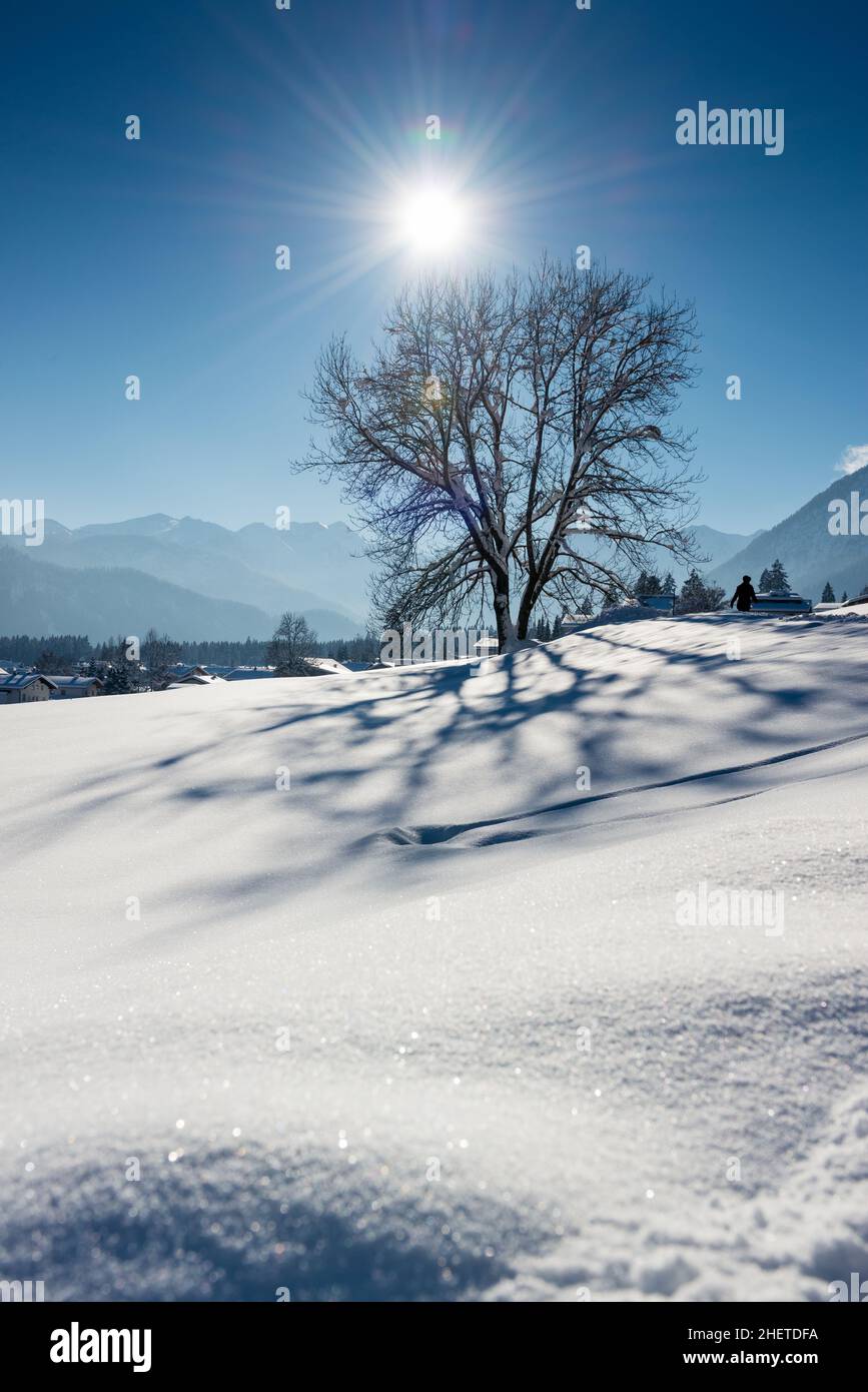 Tree in the alps hi-res stock photography and images - Alamy