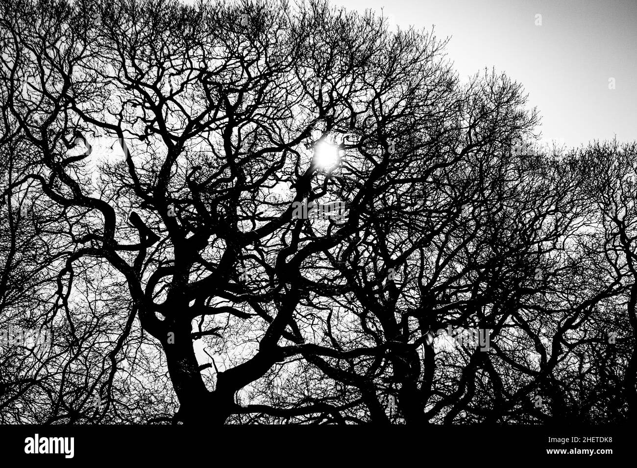 Structural tree hi-res stock photography and images - Alamy