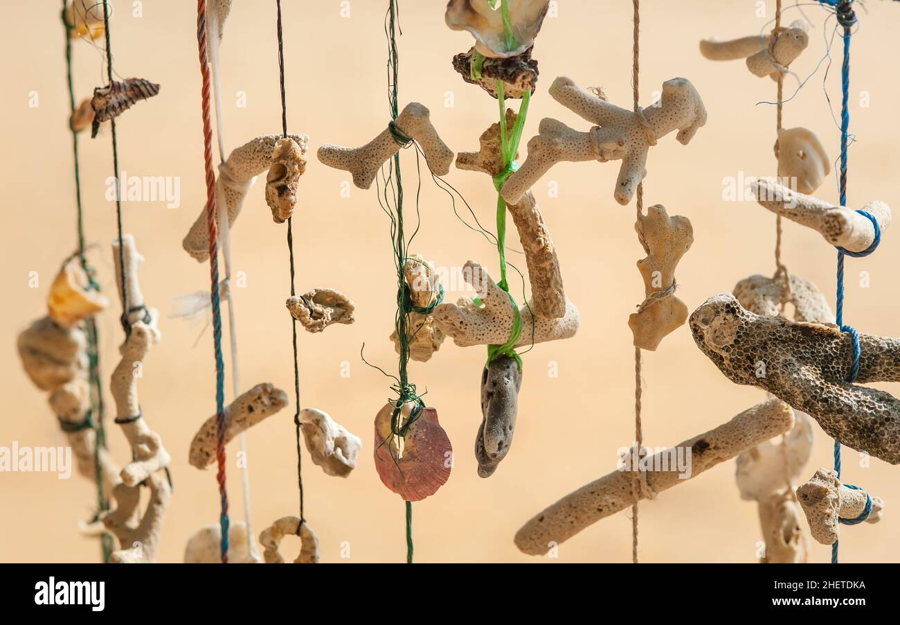 Vintage sea sponge and exotic shells hanging on the rope. Close up ...