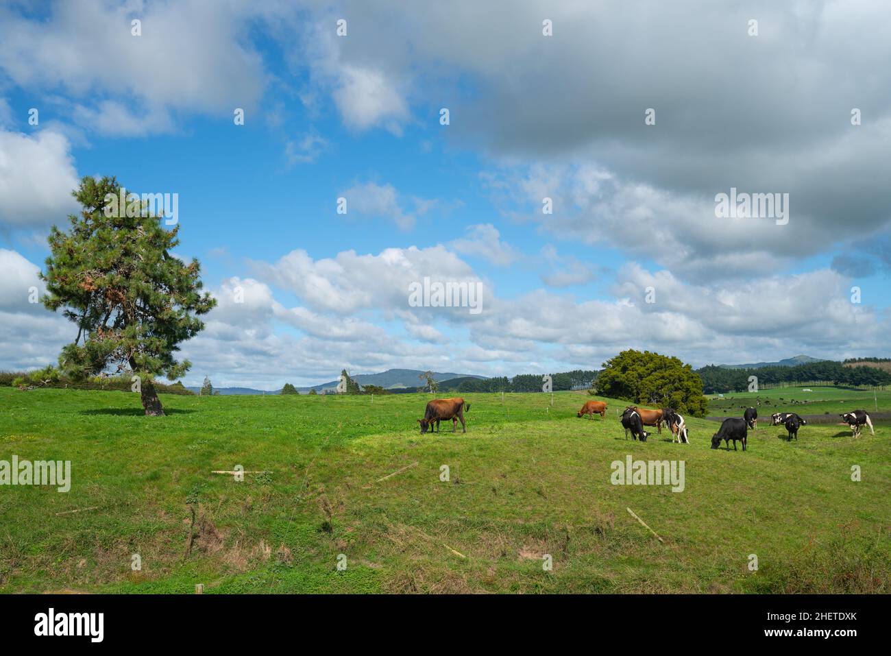 Grazing cows waikato region hi-res stock photography and images - Alamy