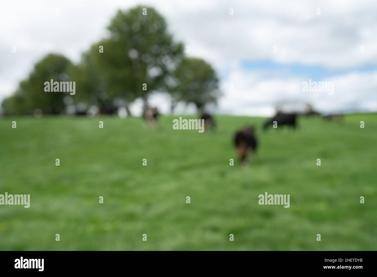 Blurred effect cows in field of green grass and trees for impressionism ...
