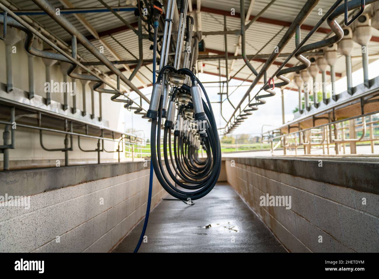 Milking cup hang ready for next milk session in New Zealand Stock Photo ...