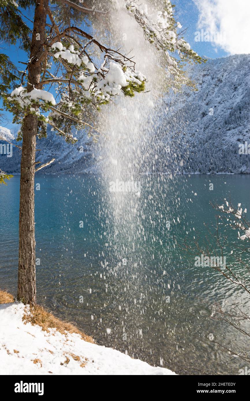 snow fall down from tree at lake in winter landscape Stock Photo - Alamy