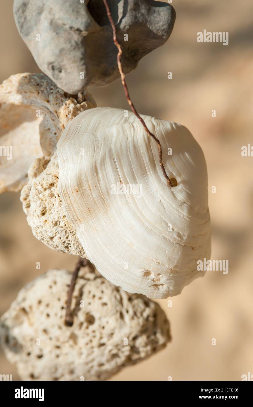 Vintage sea sponge and exotic shells hanging on the rope. Close up ...