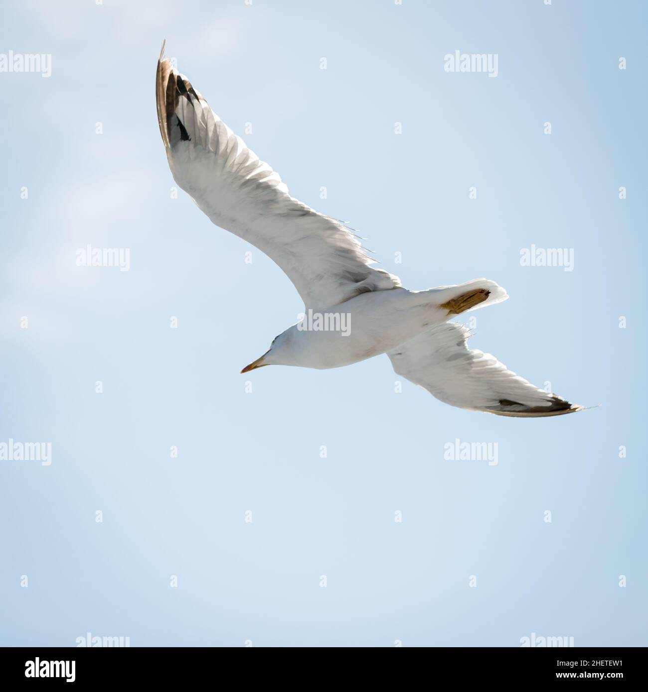 bottom view of white flying sea gull with openend wings Stock Photo - Alamy