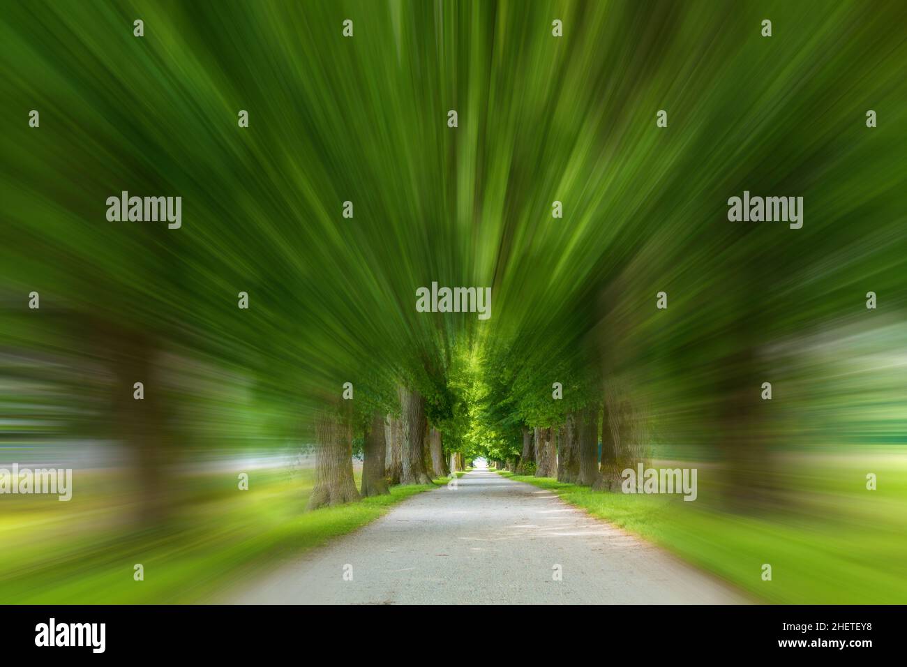 Curve motion tree hi-res stock photography and images - Alamy