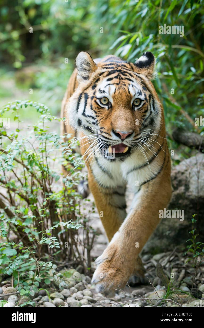huge african tiger wakling trough wild bushes Stock Photo - Alamy