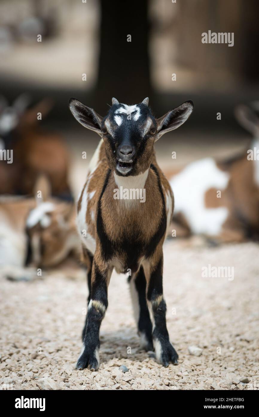 Goat position hi-res stock photography and images - Alamy