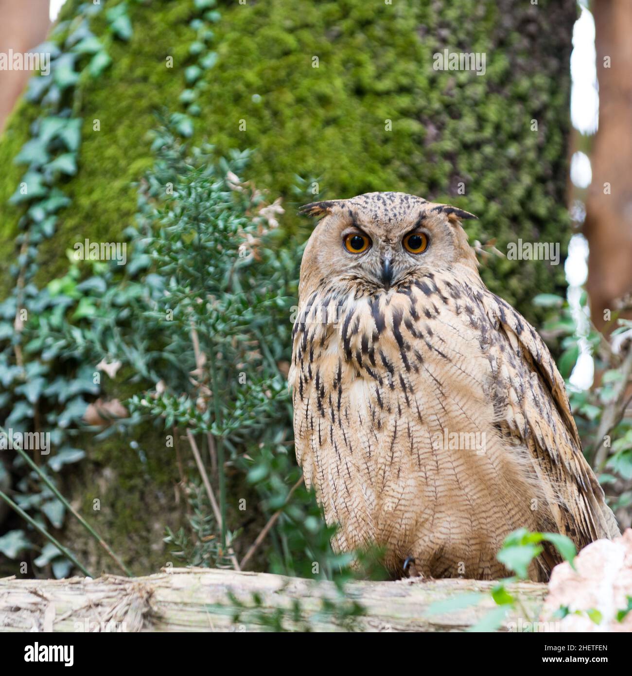 Allocco hi-res stock photography and images - Alamy