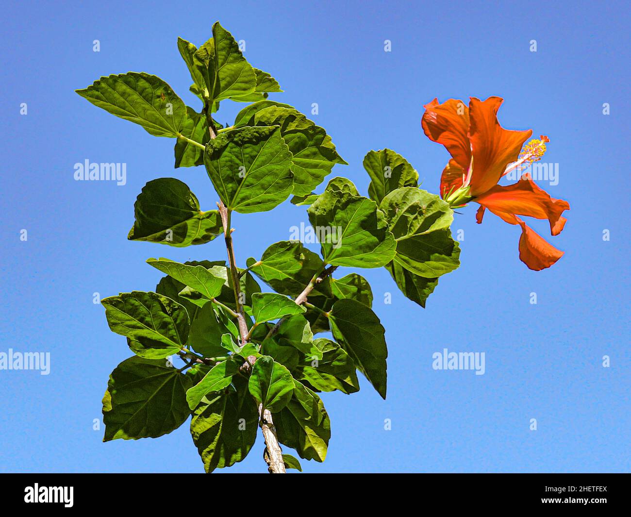 blooming red hibiscus tree under clear blue sky Stock Photo - Alamy