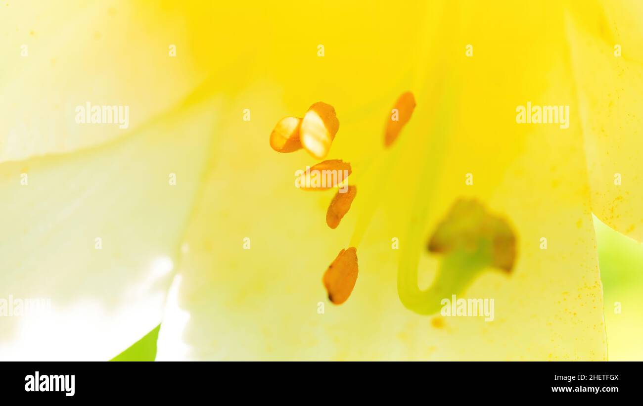 Regale oriental lily macro photography. Yellow and white lily with long ...