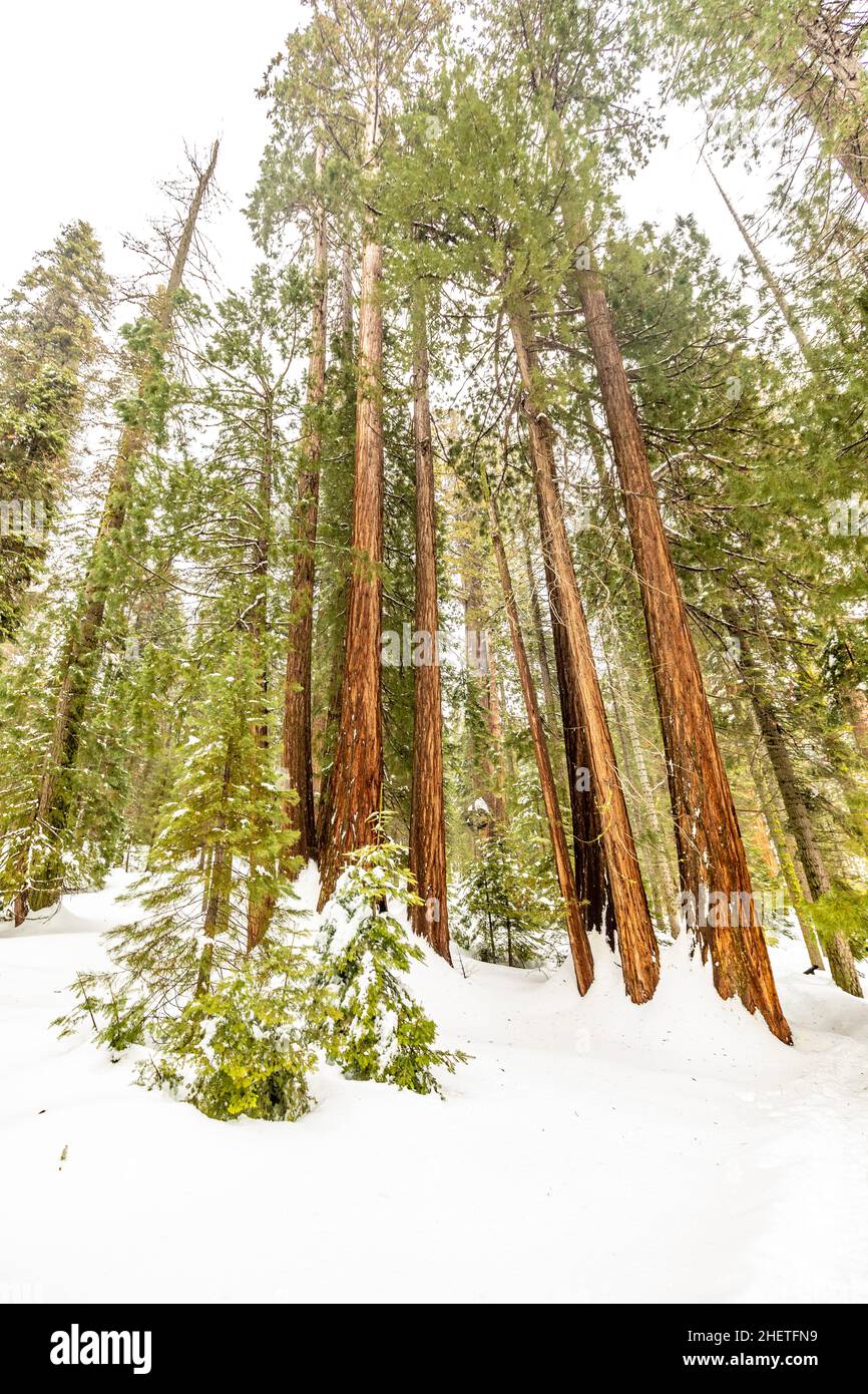 old big scenic sequoia trees in winter in snow Stock Photo - Alamy