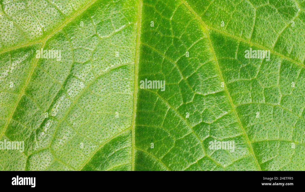 Green leaf with large veins macro photography. Plant leaf structure ...