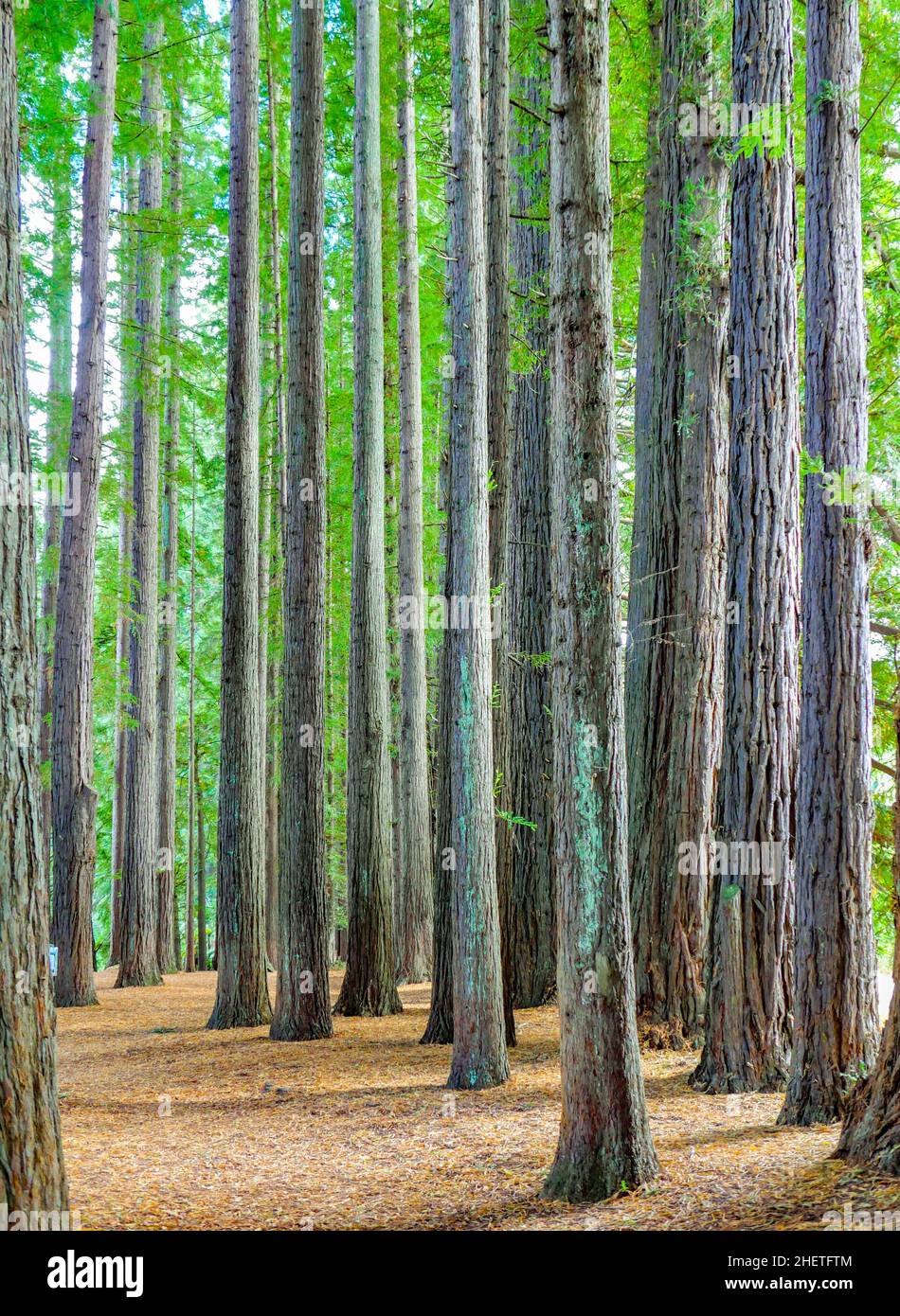 native forest with redwood trees near Hamurana Springs, Rotorua, New ...