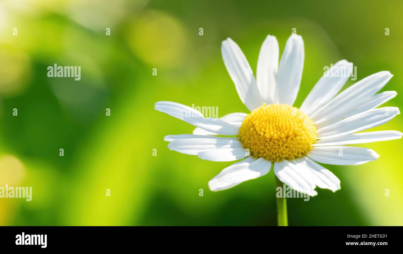 Pharmacy chamomile flower macro photo in high resolution. Daisy ...