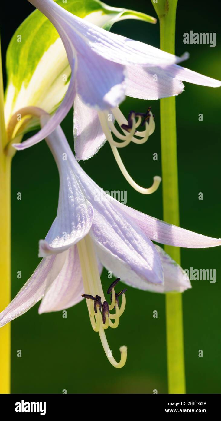 Hosta flowers with long stamens vertical macro photo. Blue bells close ...