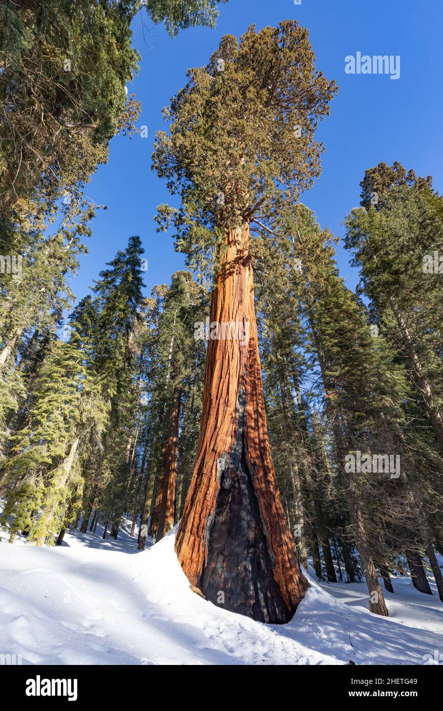 beautiful old sequoia trees under blue sky Stock Photo - Alamy