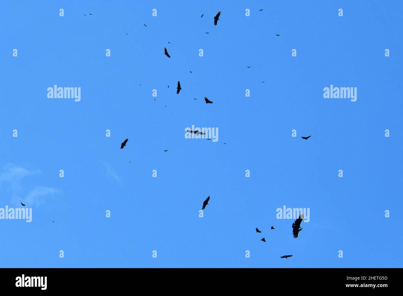 Black vulture, American black vulture, Rabengeier, Coragyps atratus ...