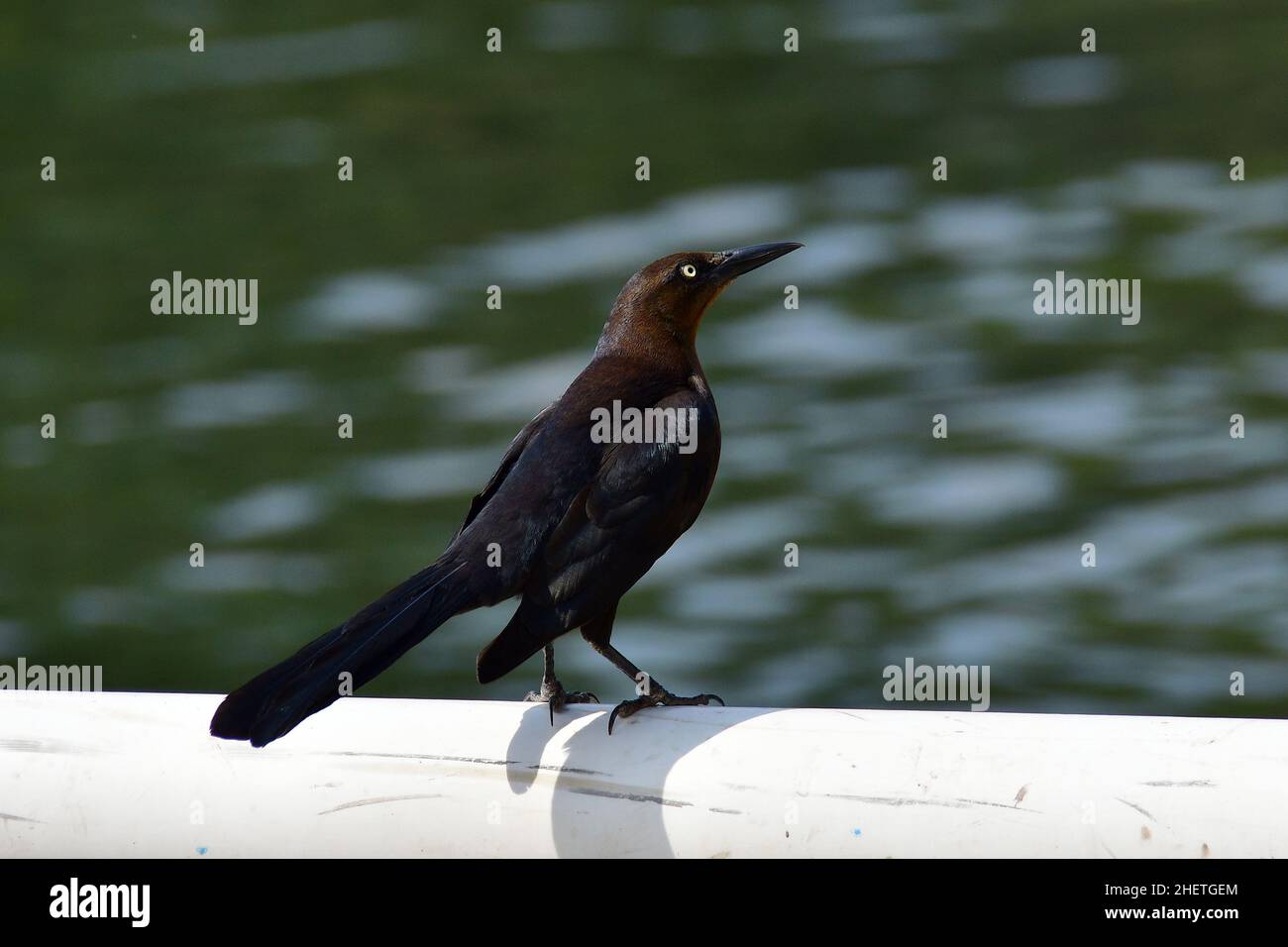 Great-tailed grackle, Mexican grackle, Dohlengrackel, Quiscalus ...