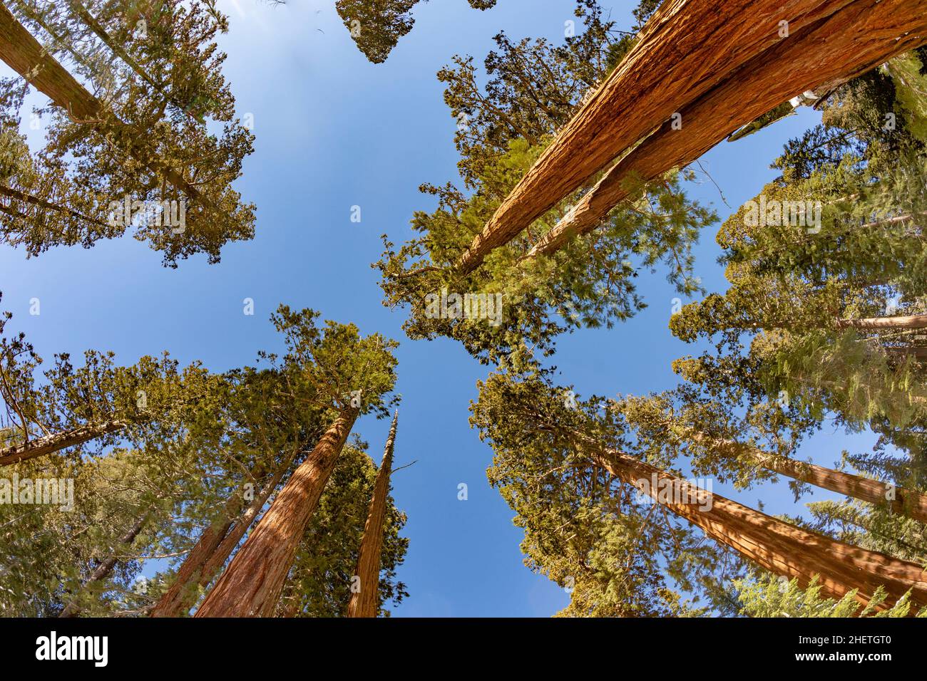 beautiful old sequoia trees under blue sky Stock Photo - Alamy