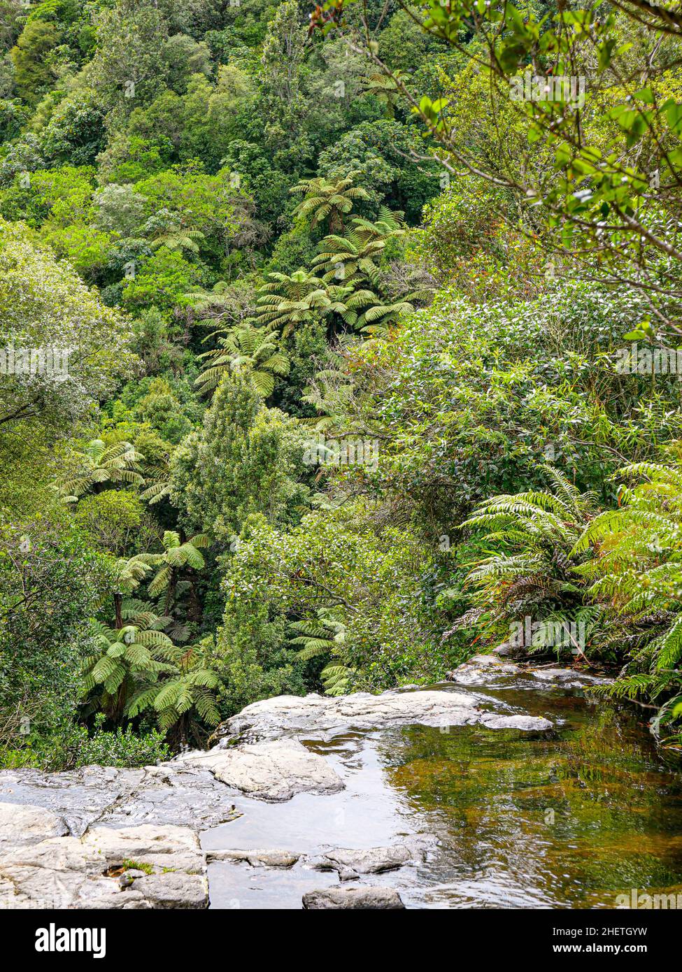 scenic Kaituna River, Rotorua in the tropical forest in New Zealand ...