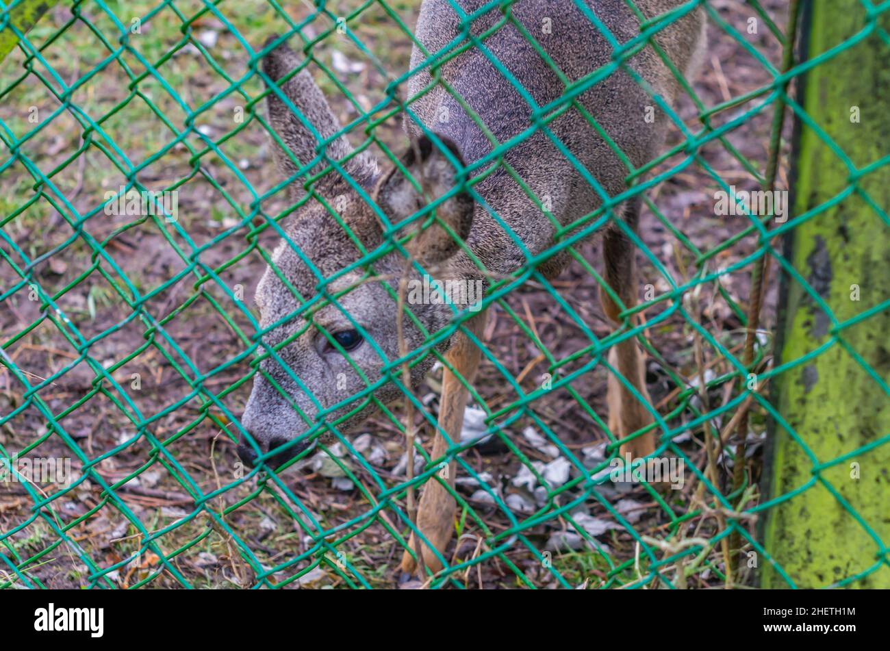 little deer behind the net in a cage Stock Photo - Alamy