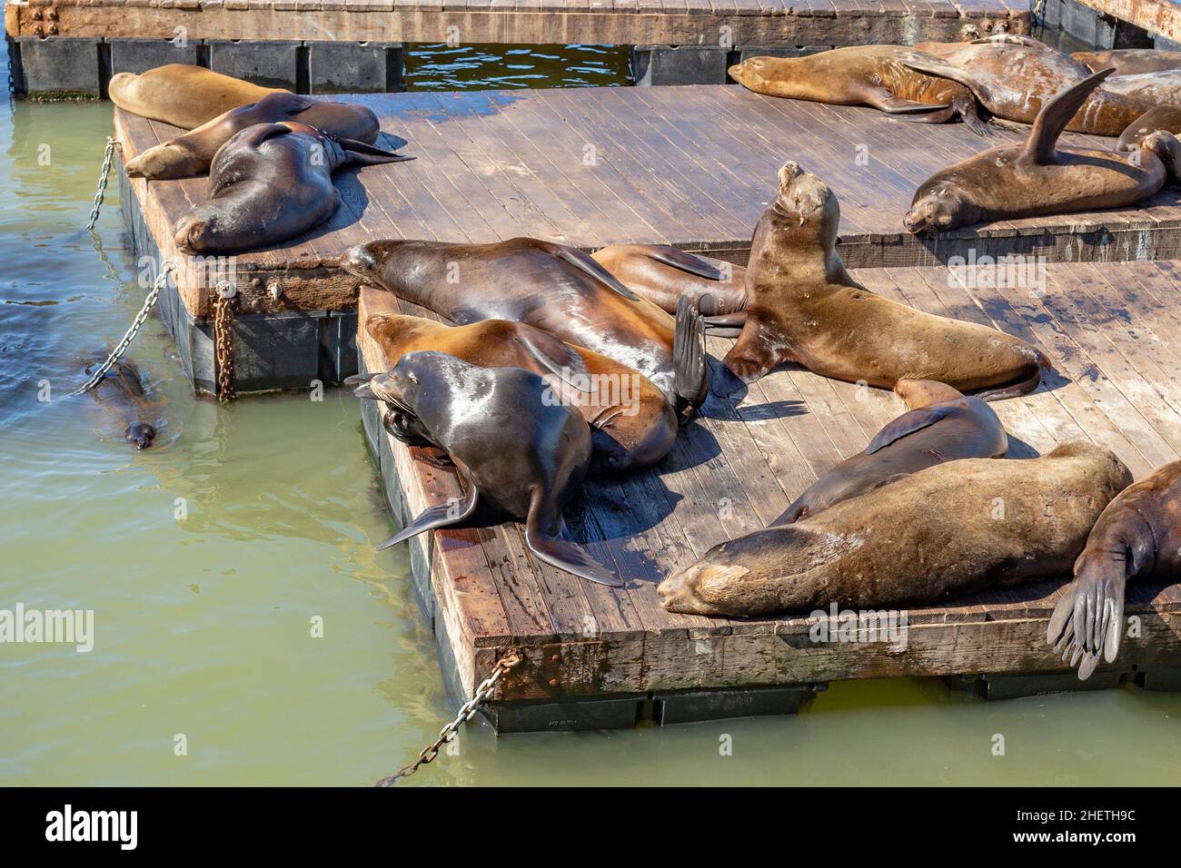 Pier 39 san francisco seals hi-res stock photography and images - Alamy