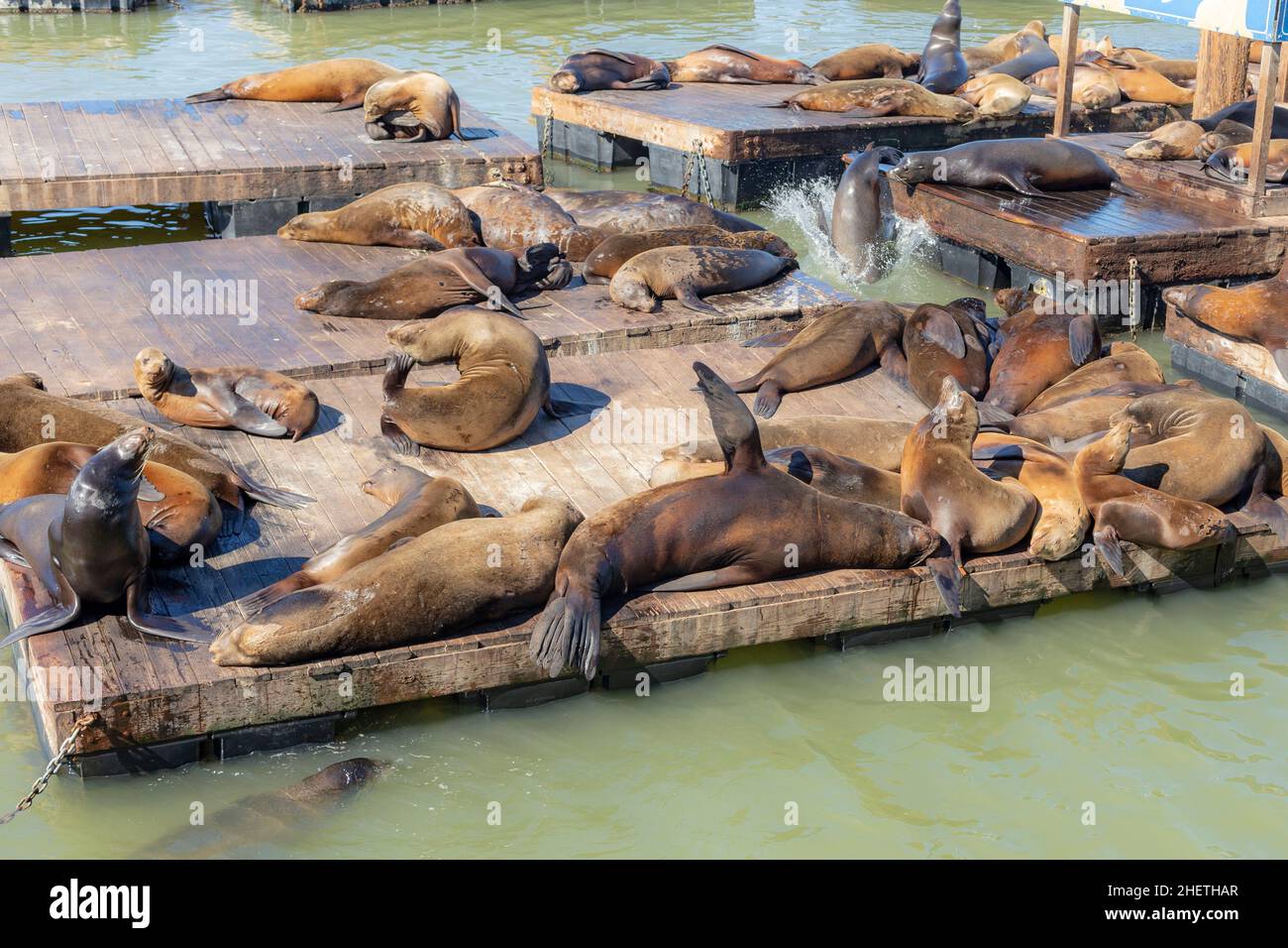 Pier 39 san francisco seals hi-res stock photography and images - Alamy