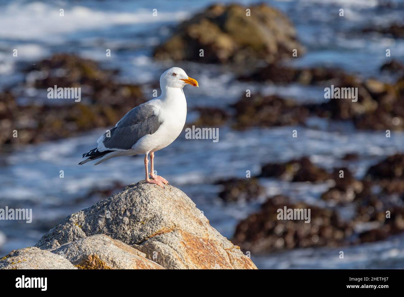 california gull standing and watching from the birds rock in California ...