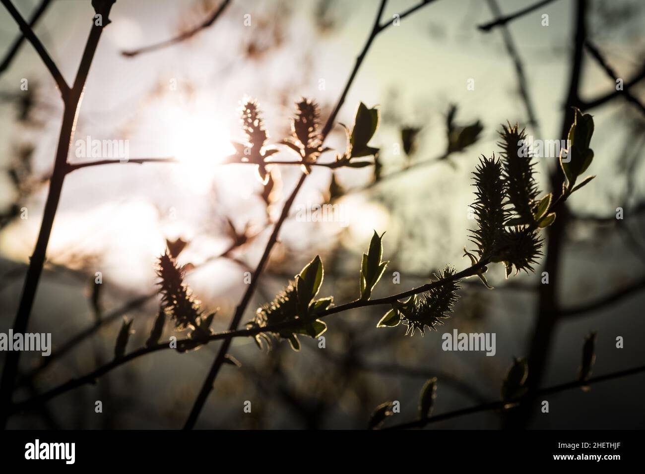 Shining back light hi-res stock photography and images - Alamy