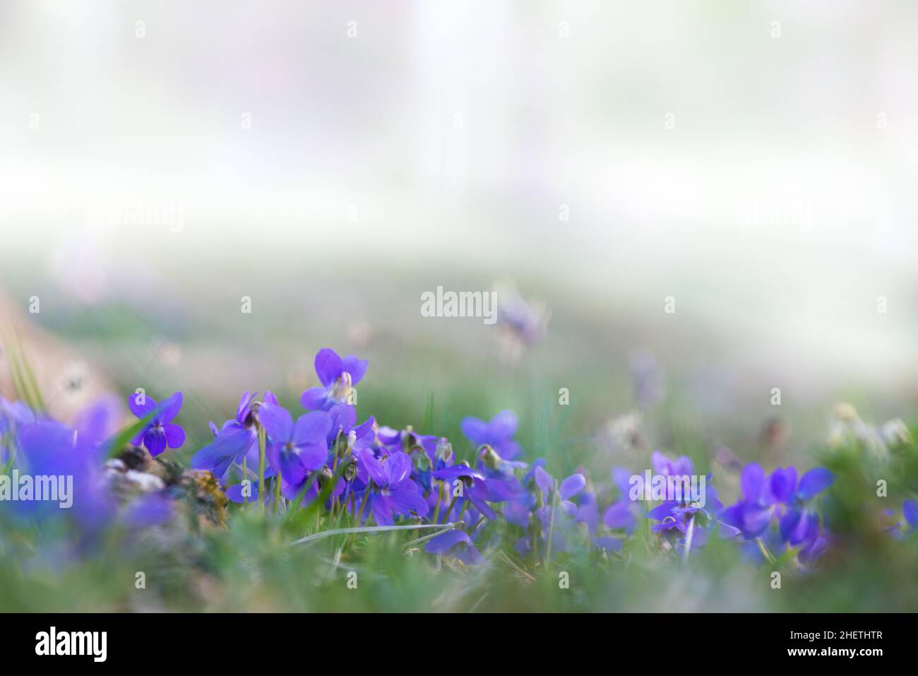 fresh spring background with tiny blue flowers at grass meadow Stock ...