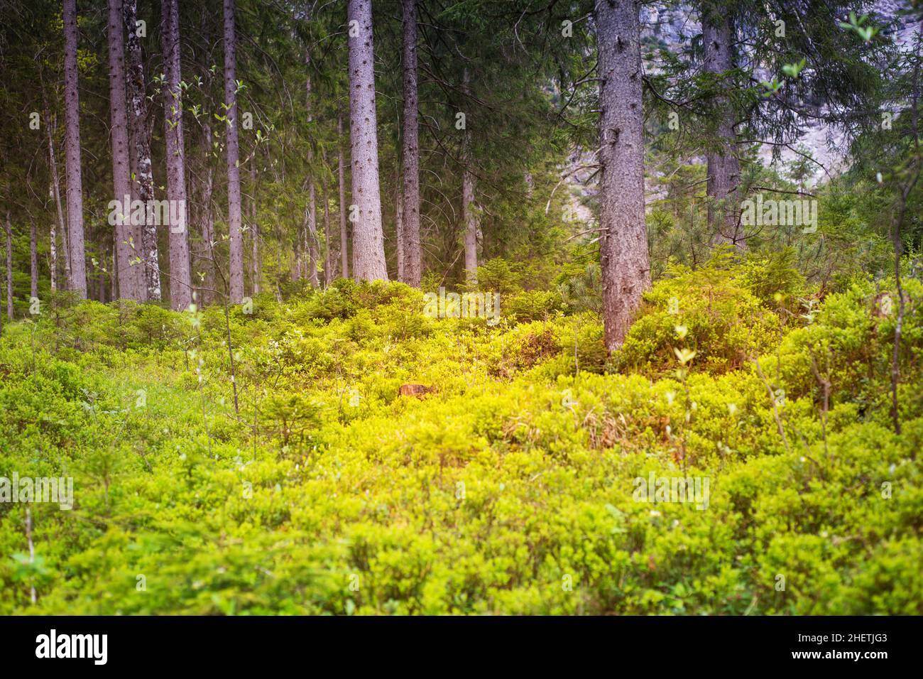 Full of green trees hi-res stock photography and images - Alamy