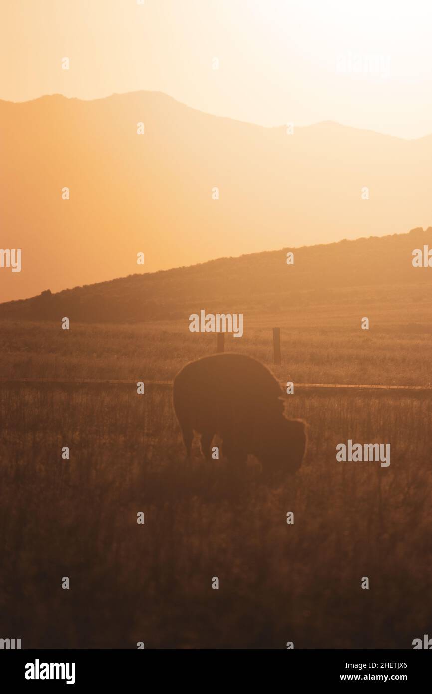 Buffalo at sunrise Stock Photo - Alamy