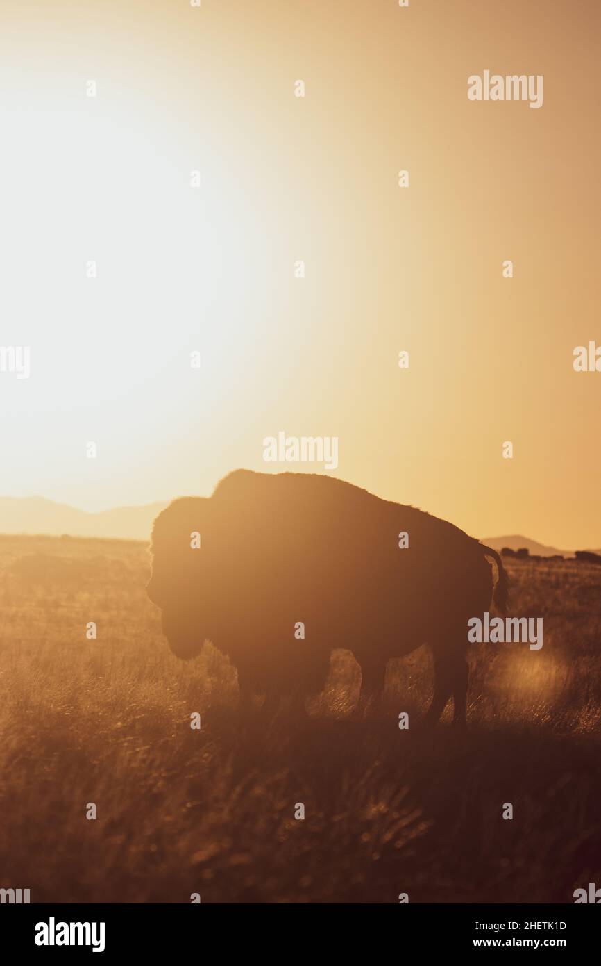 Geo art animals hi-res stock photography and images - Alamy