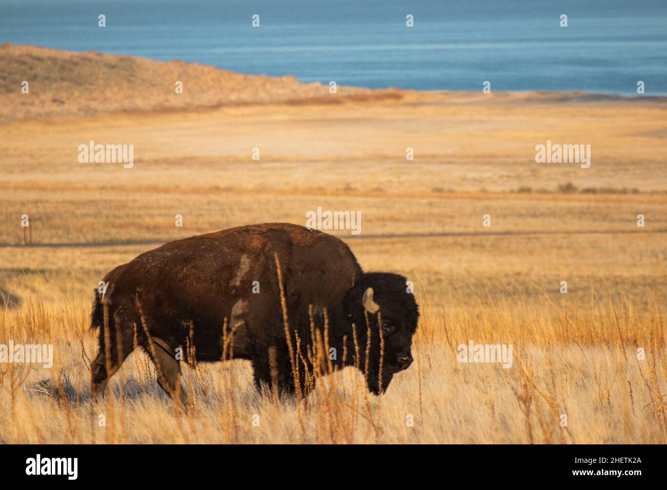 Geo art animals hi-res stock photography and images - Alamy