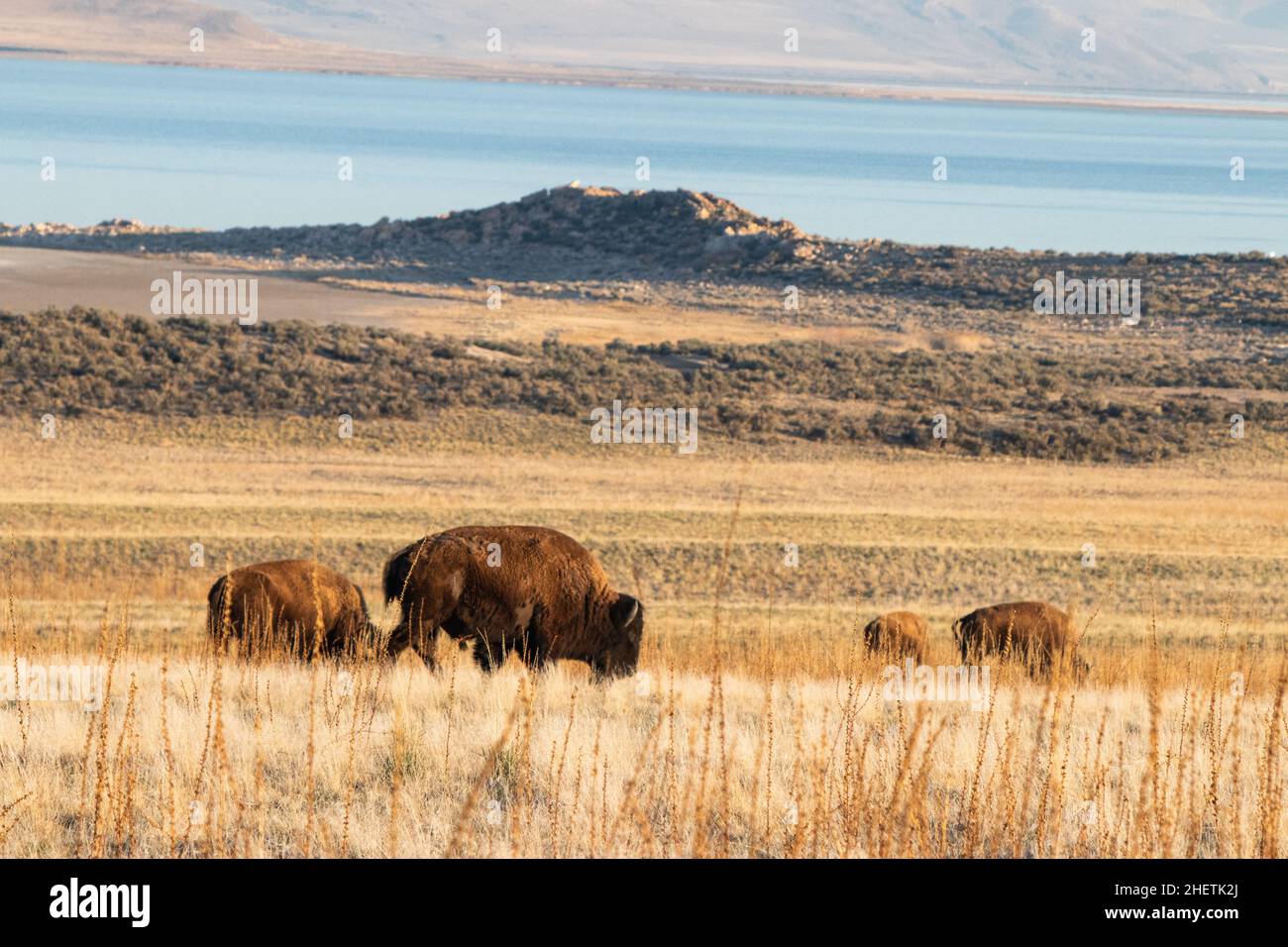 Buffalo at sunrise Stock Photo - Alamy