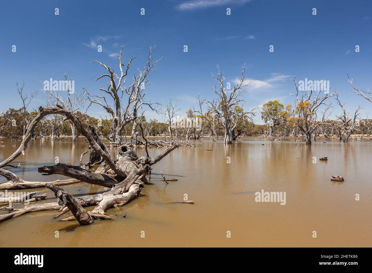 Landscape at Poochers Swamp in the Poocher Swamp Game Reserve near ...