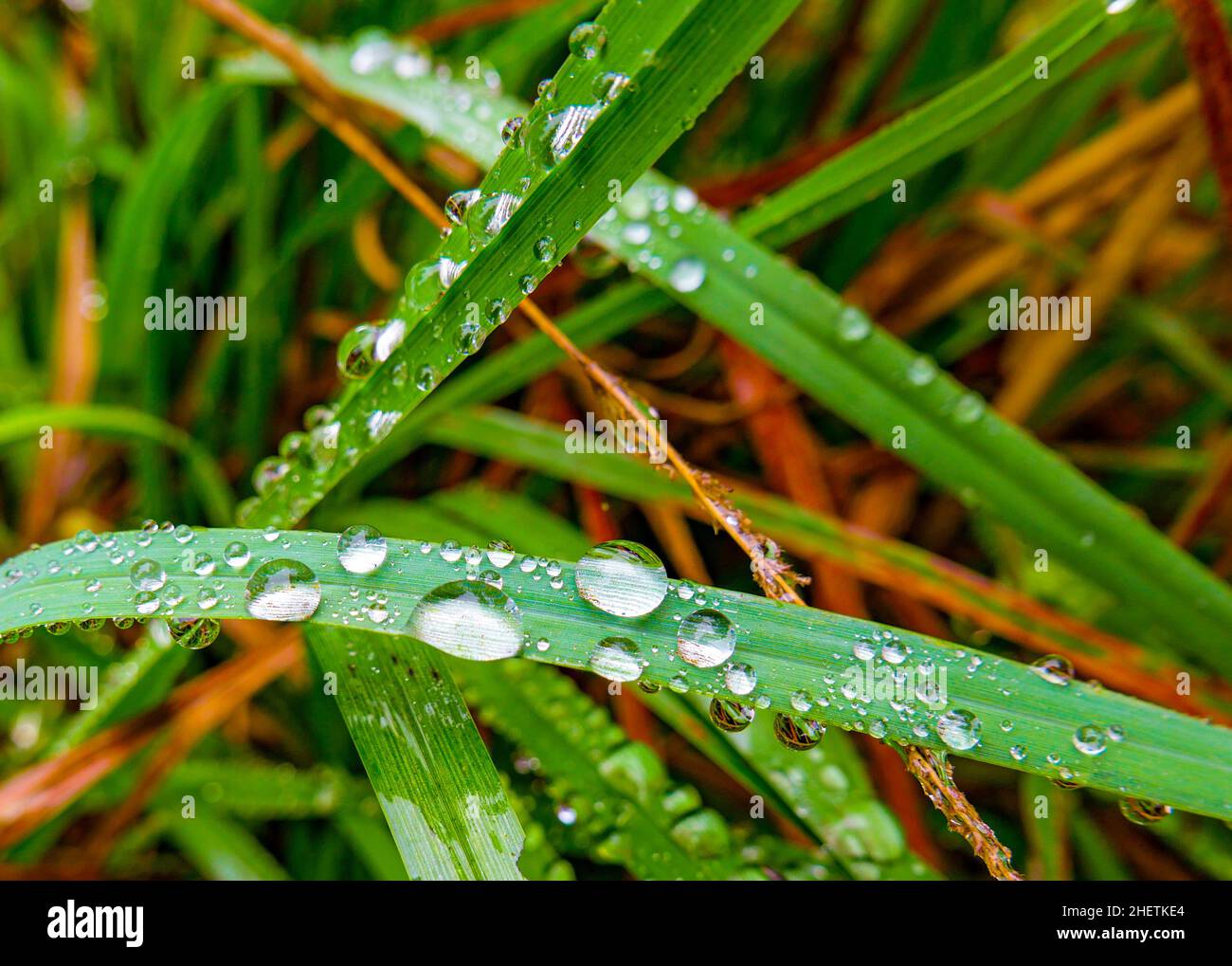 detail of water drops on reed grass Stock Photo - Alamy