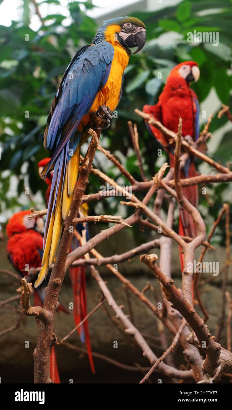 Colourful parrots hi-res stock photography and images - Alamy