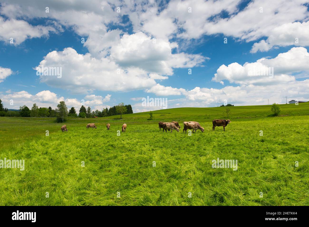 Green grass with cows hi-res stock photography and images - Alamy