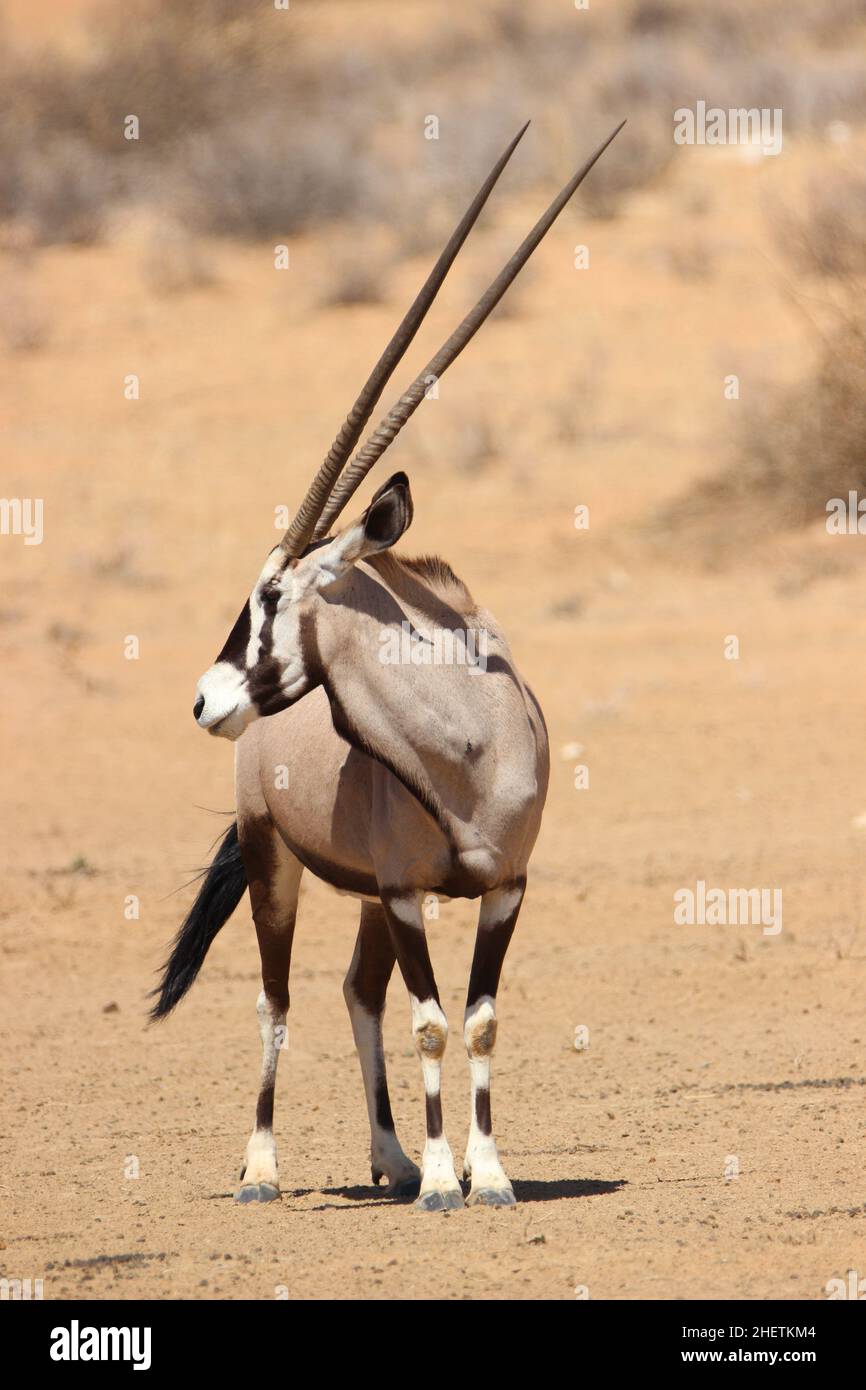 Gemsbok in the Kgalagadi Stock Photo - Alamy