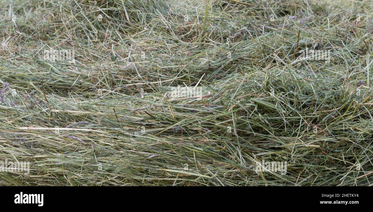 punch of fresh mowed dry hay grass Stock Photo - Alamy