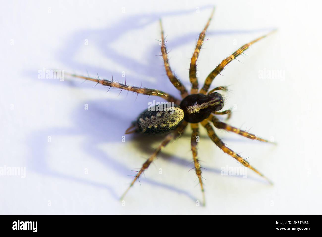Big hairy spider hi-res stock photography and images - Alamy