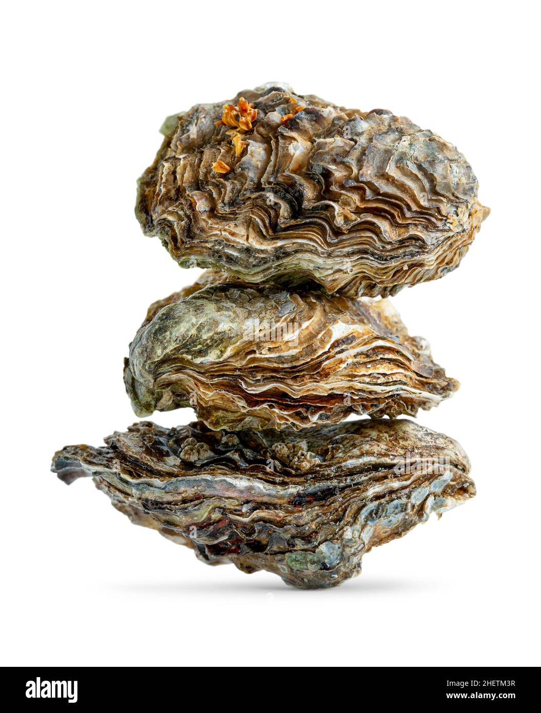 Stack of three oysters isolated on white background Stock Photo - Alamy